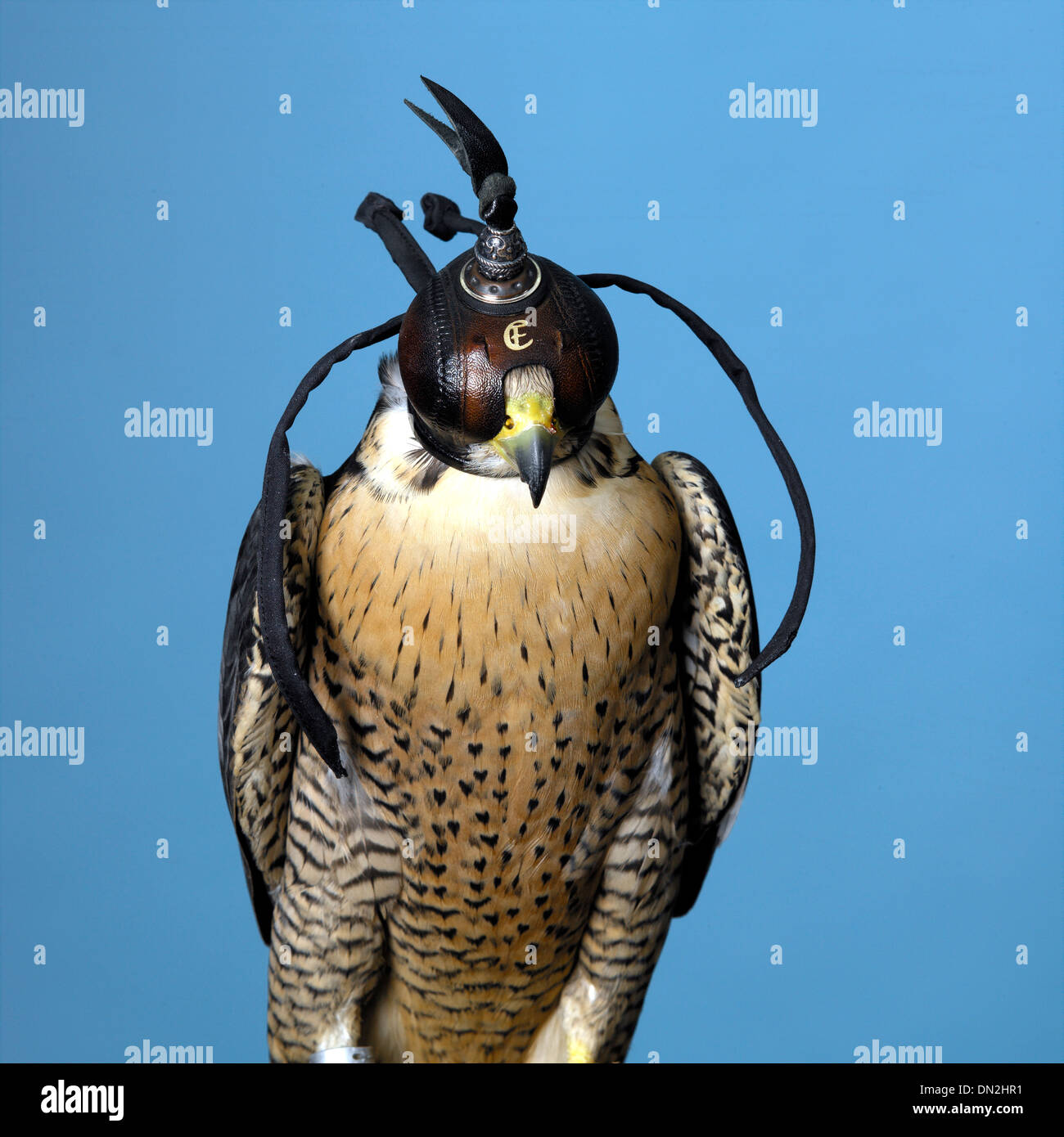 Peregrine Falcon with hood Stock Photo - Alamy