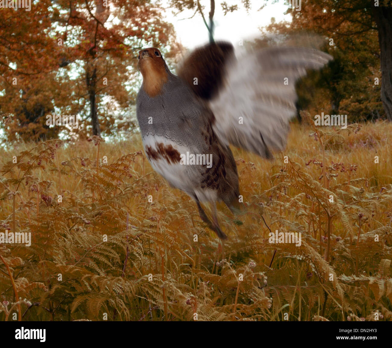 Flying partridge hi-res stock photography and images - Alamy