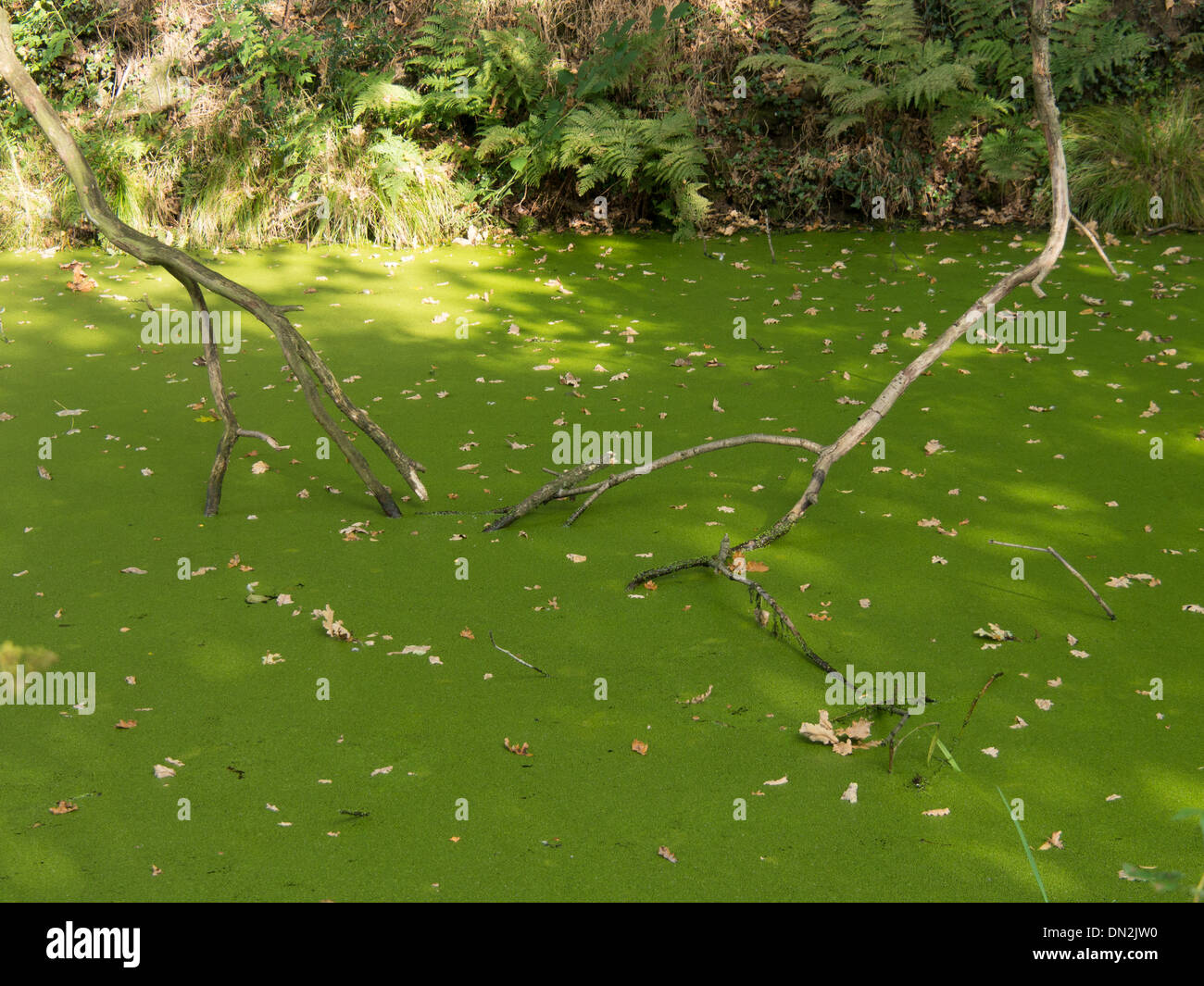 green stagnant water in a canal Stock Photo - Alamy