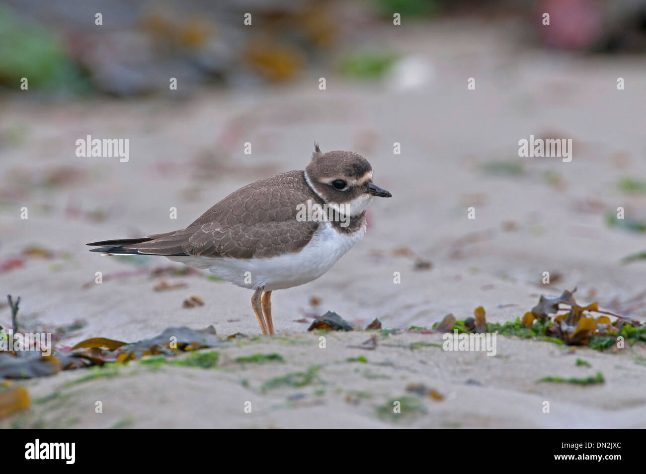 Juvenile ringed plover hi-res stock photography and images - Alamy