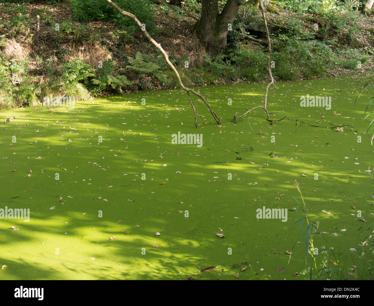 green stagnant water in a canal Stock Photo - Alamy