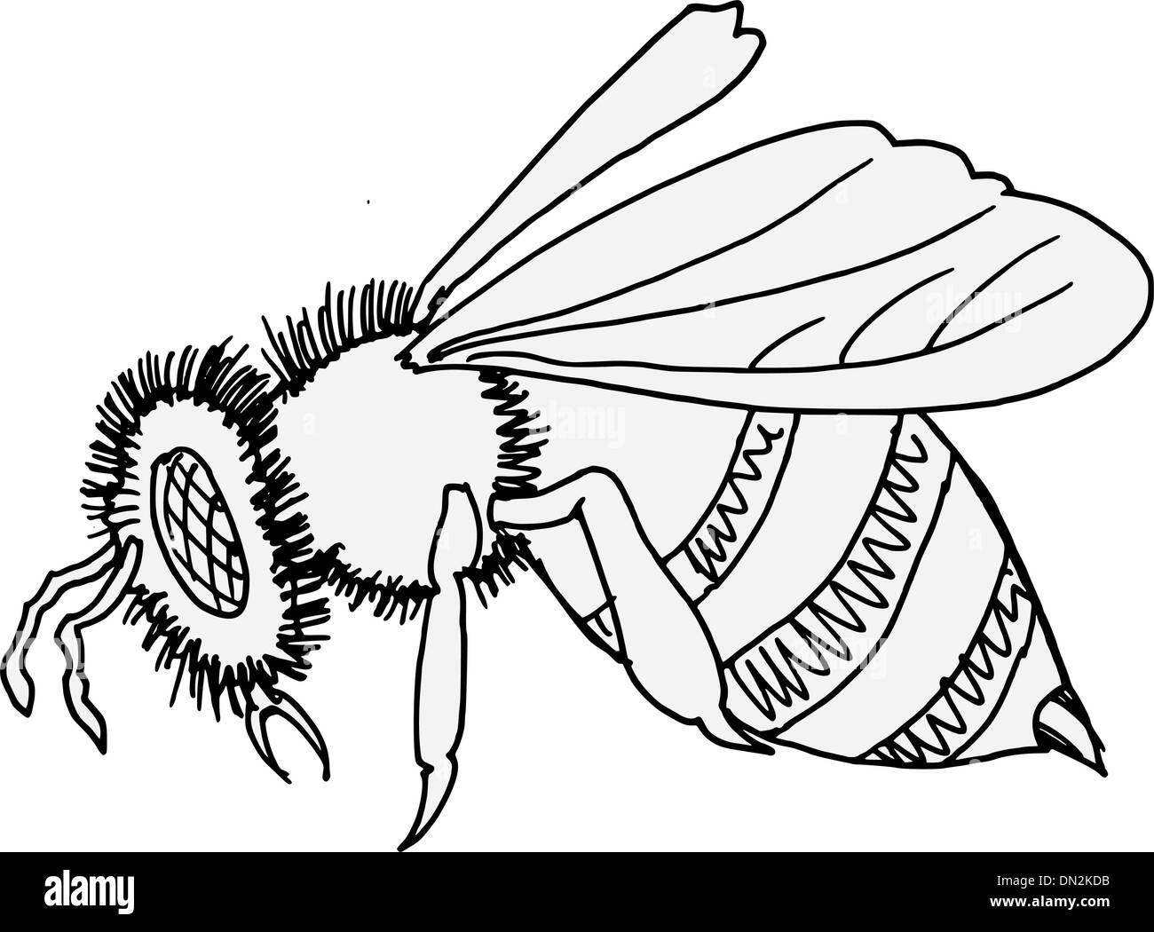 Sketch illustration of a bee Stock Vector Image & Art - Alamy
