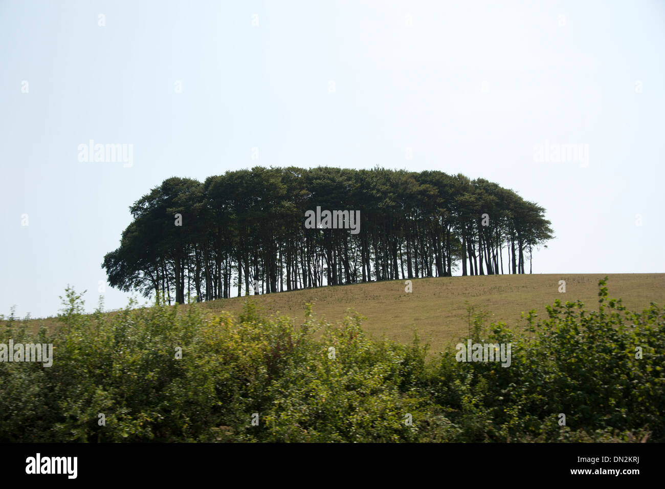 Copse Clump of Trees Mature small wood wooded area Stock Photo - Alamy
