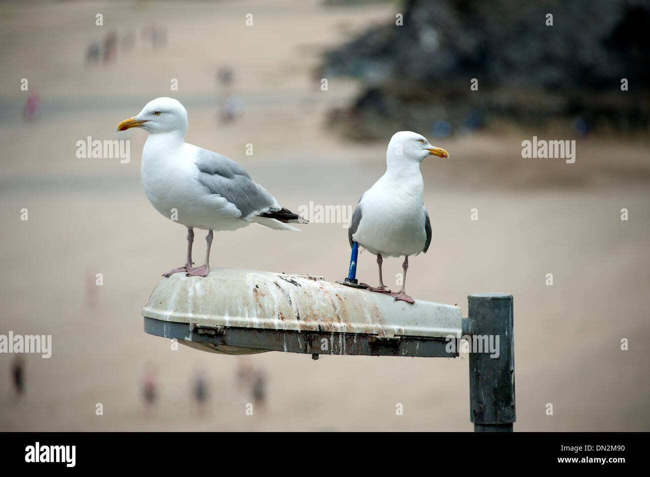 Seagulls on street lamp poo mess dirty soiled Stock Photo - Alamy