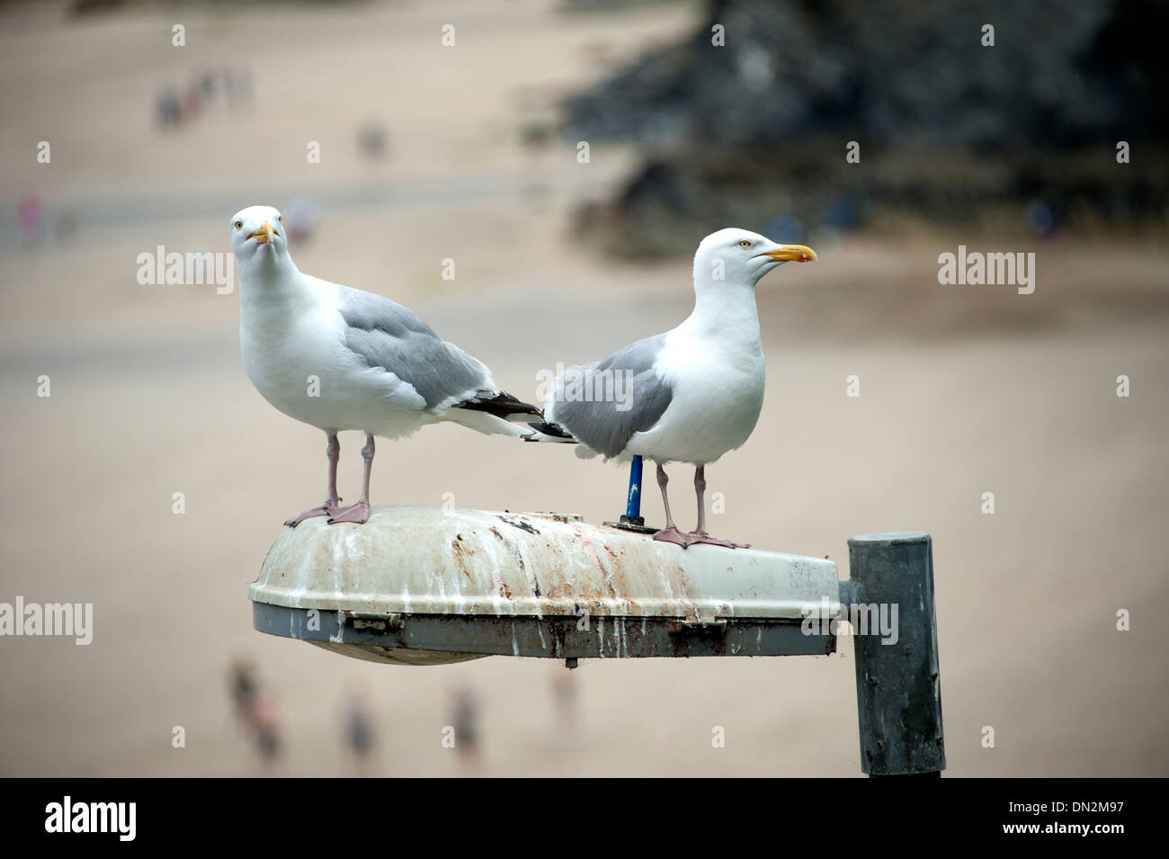 Bird poo hi-res stock photography and images - Alamy