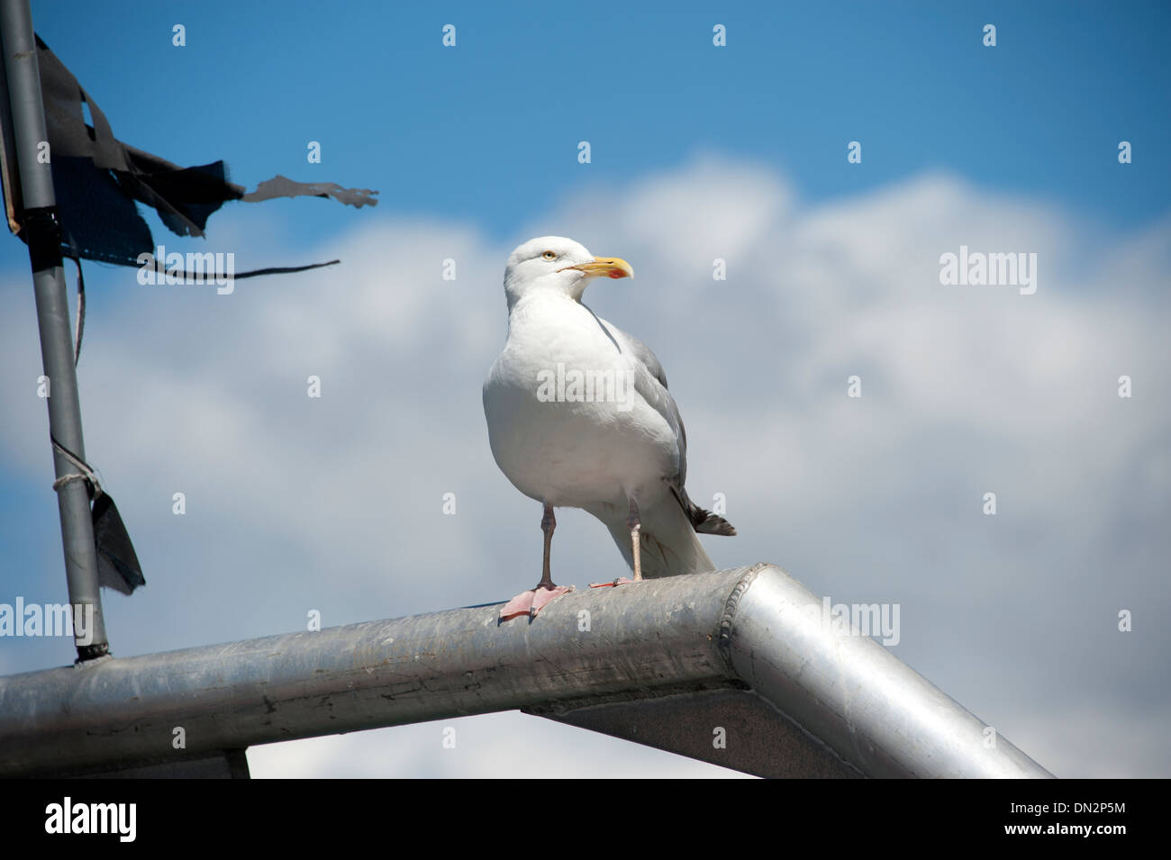 Seagull on edge of fishing boat Stock Photo - Alamy