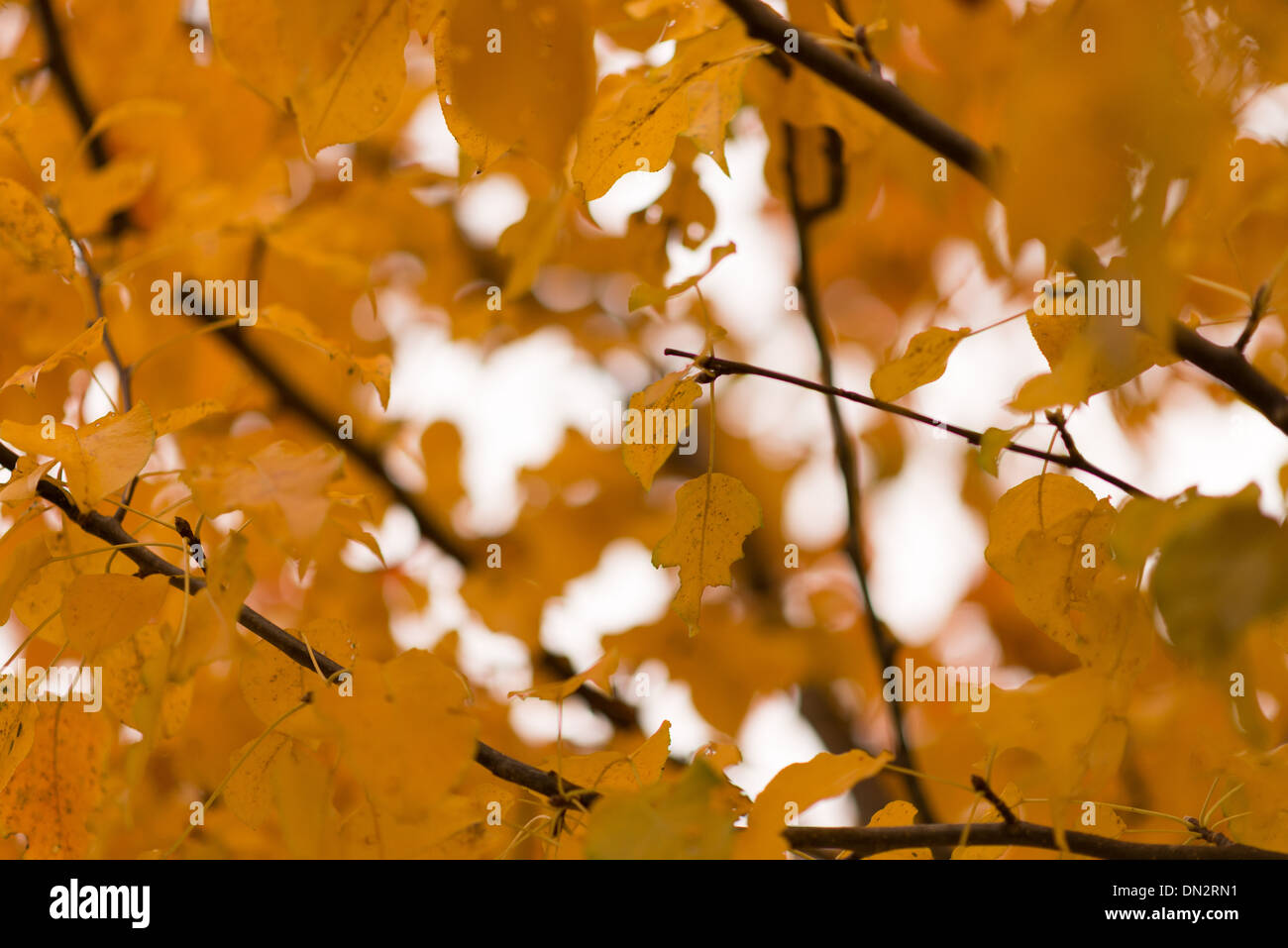Yellow leaves color fall background Stock Photo - Alamy