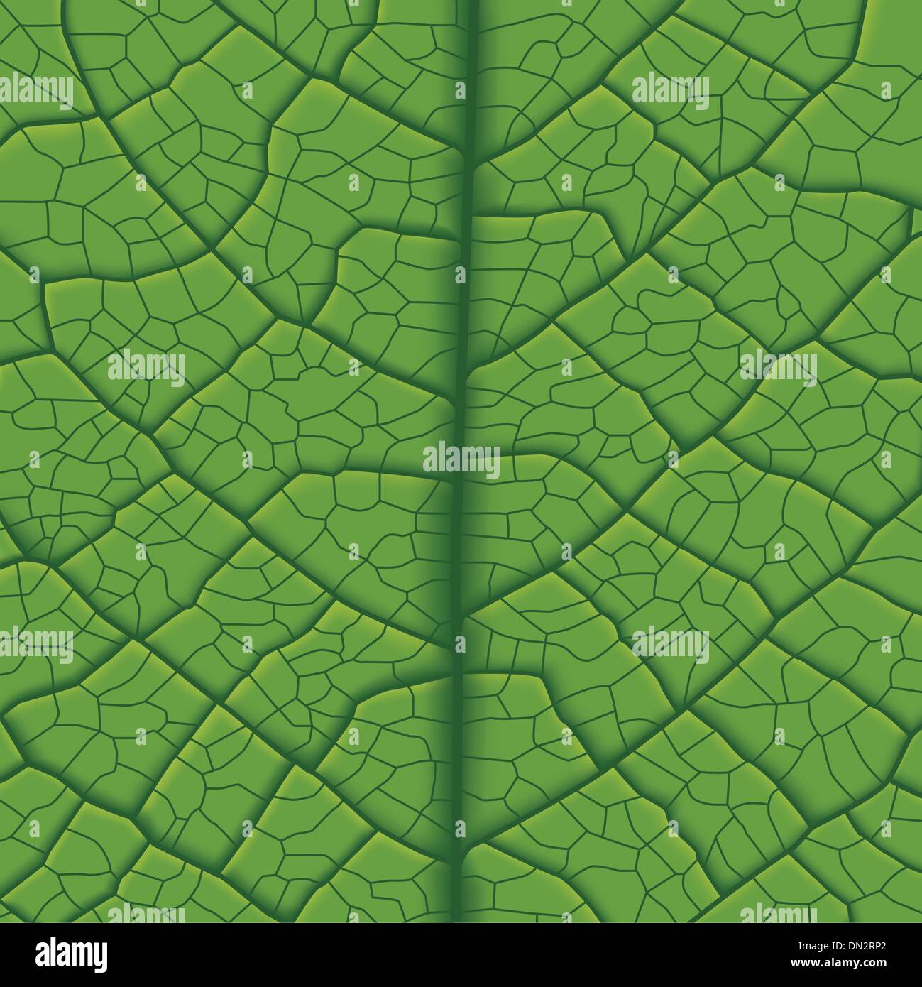 Vein pattern leaf Stock Vector Images - Alamy