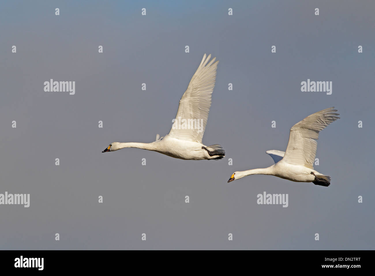 Pair swans in flight hi-res stock photography and images - Alamy