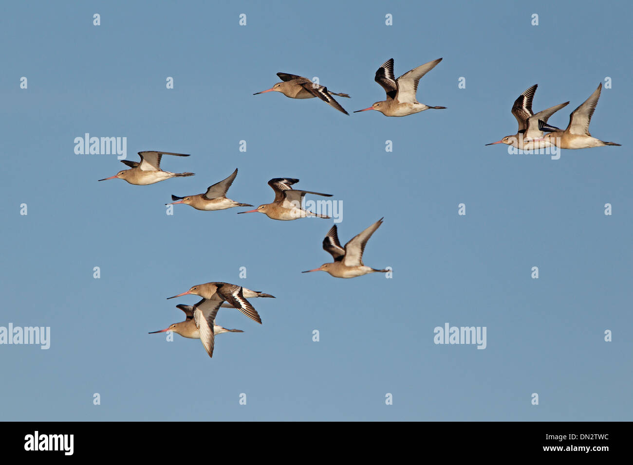 Black tailed godwit godwits hi-res stock photography and images - Alamy
