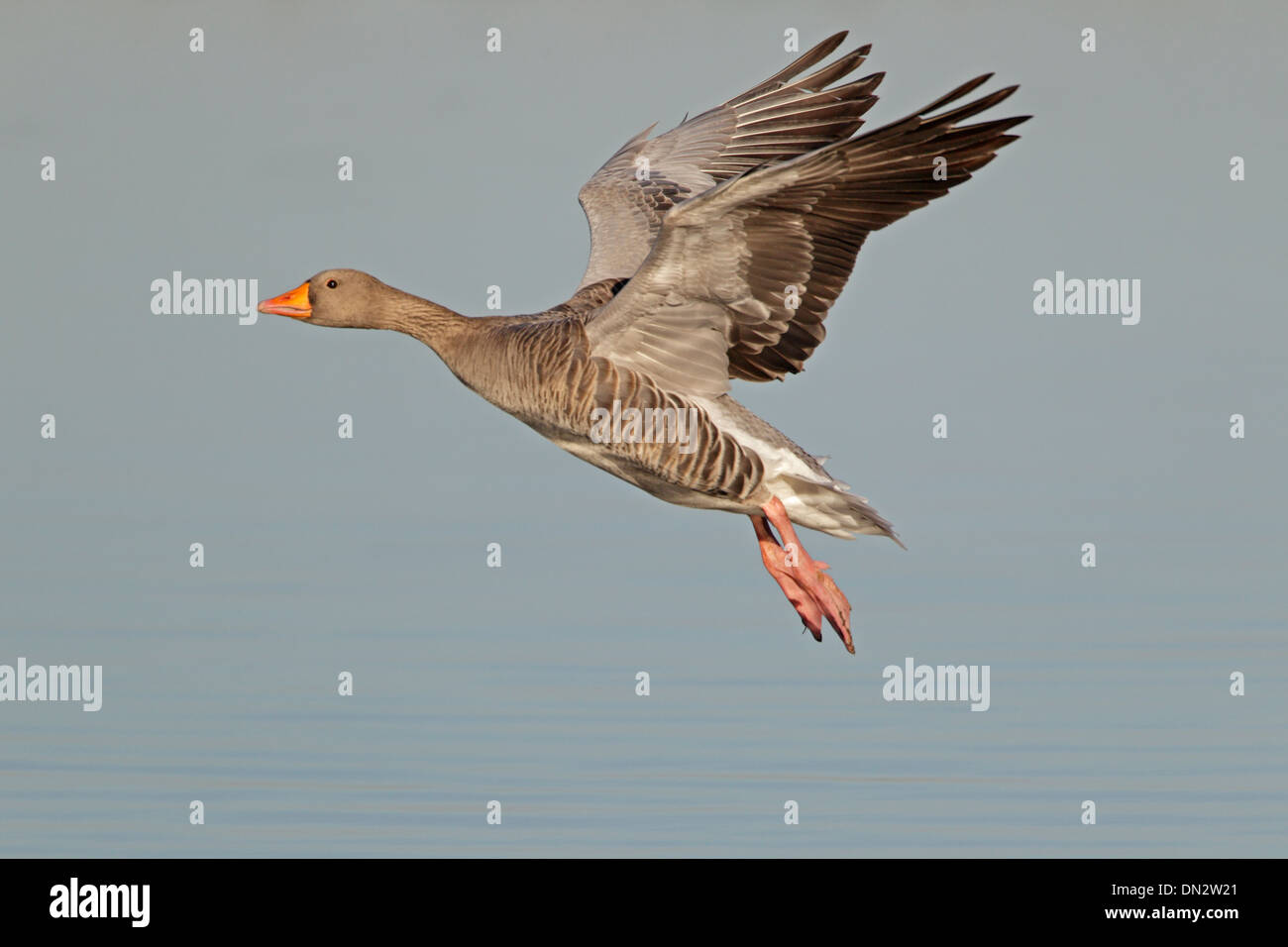 Greylag Goose coming into land Stock Photo - Alamy