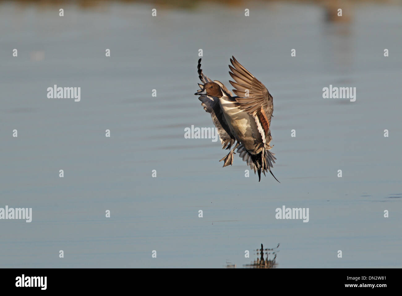 Male Northern Pintail duck in flight Stock Photo - Alamy