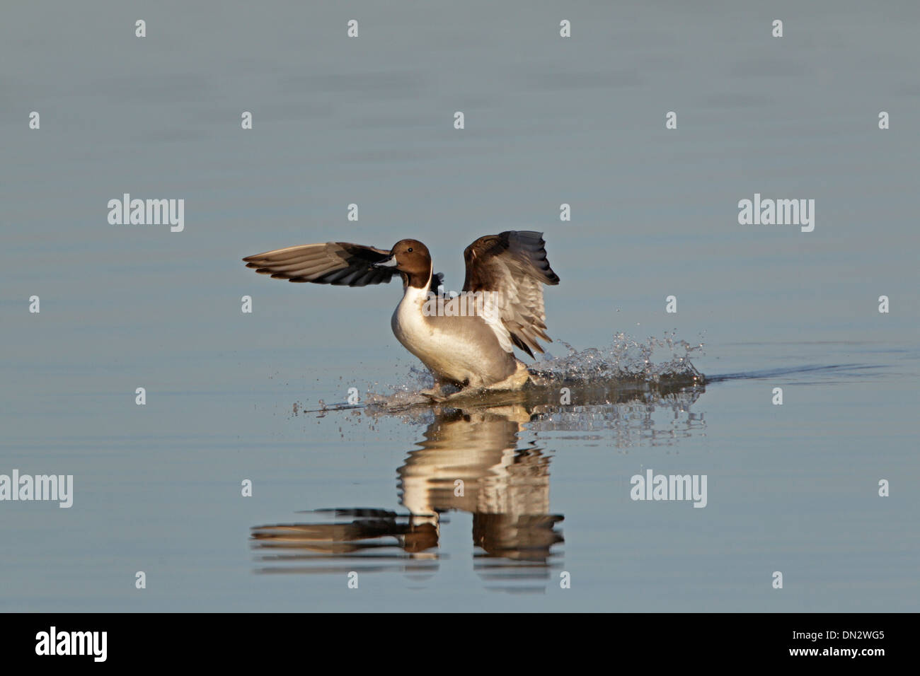 Male Northern Pintail duck in flight Stock Photo - Alamy