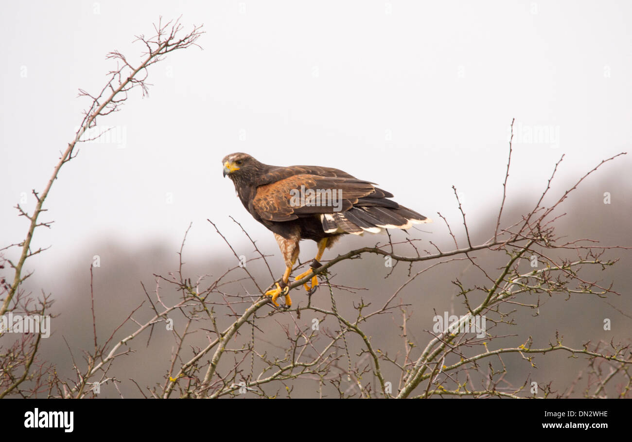 Female Harris Hawk High Resolution Stock Photography and Images - Alamy