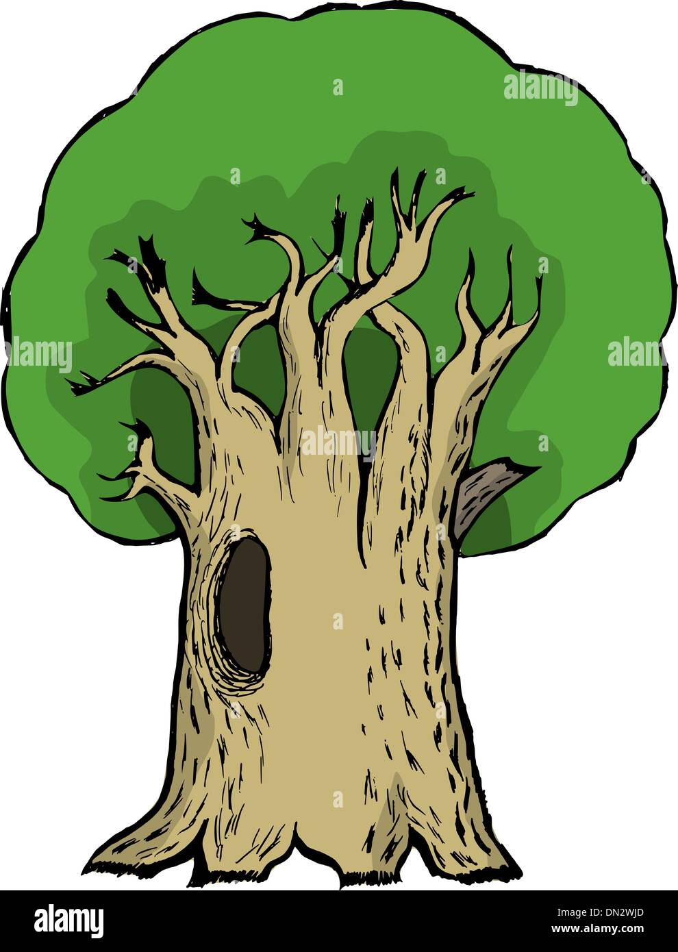 Cartoon Oak Tree