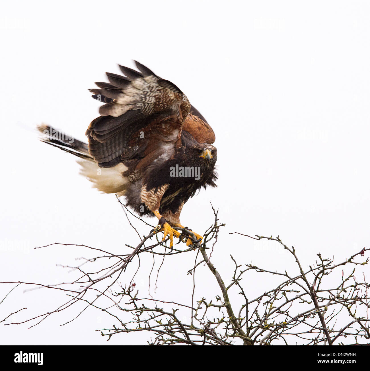 Female Harris Hawk High Resolution Stock Photography and Images - Alamy