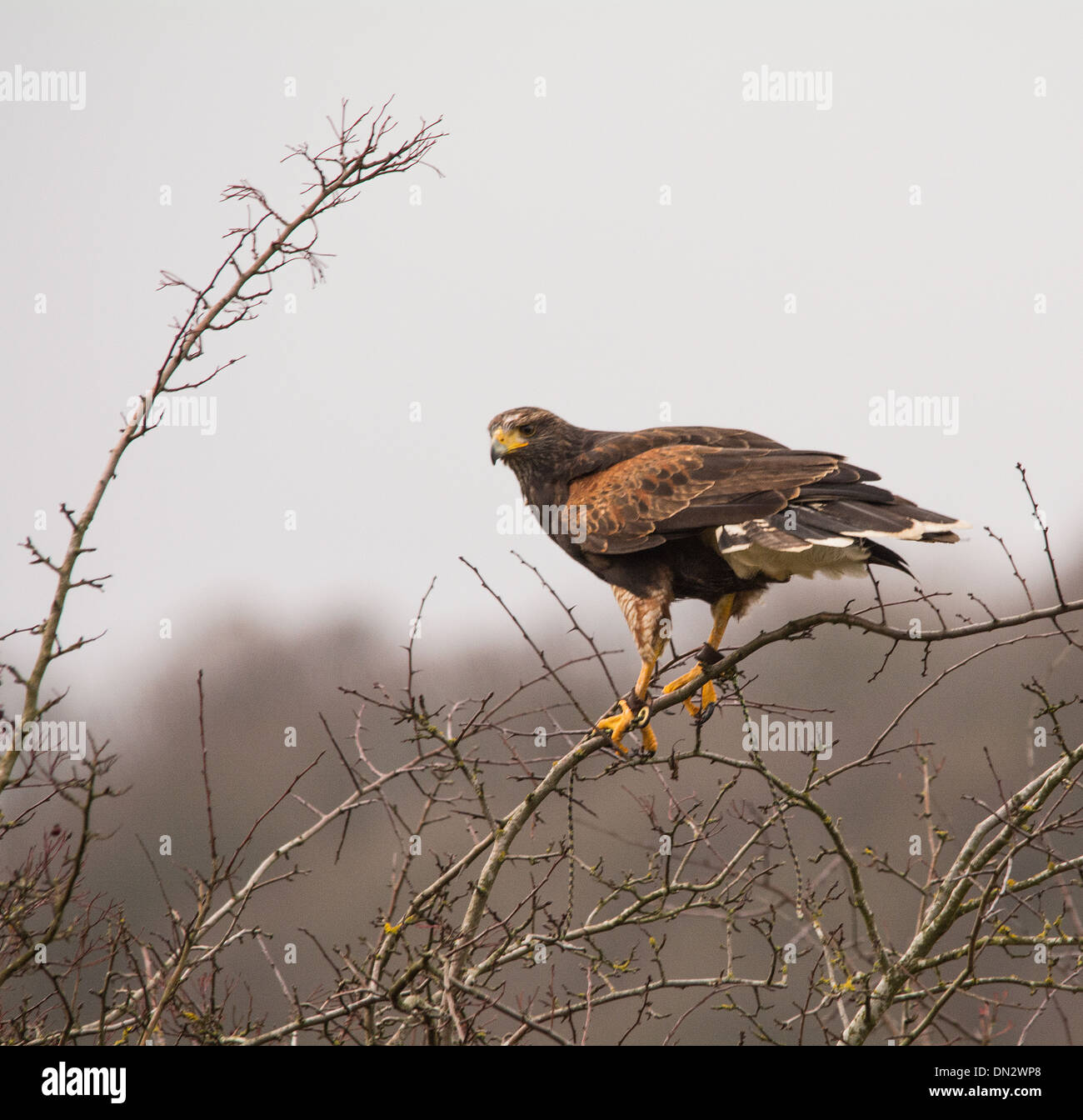 Female harris hawk hi-res stock photography and images - Alamy