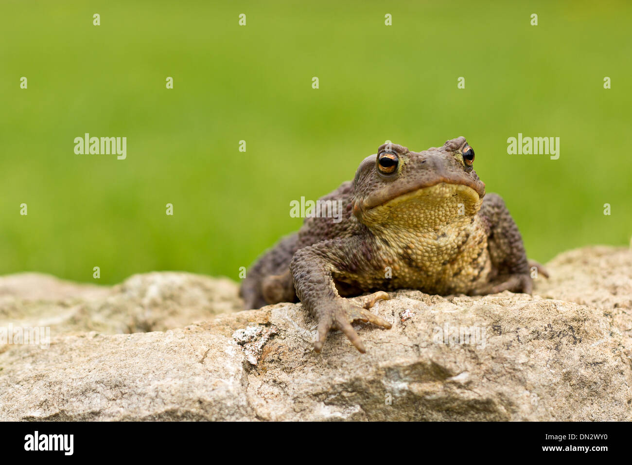 Common toad sitting n a rock Stock Photo - Alamy