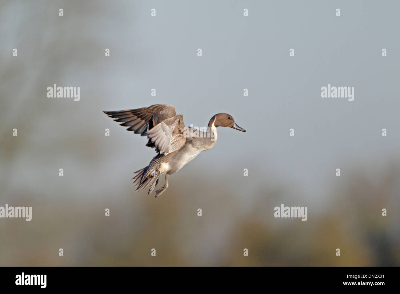 Northern pintail duck hi-res stock photography and images - Alamy