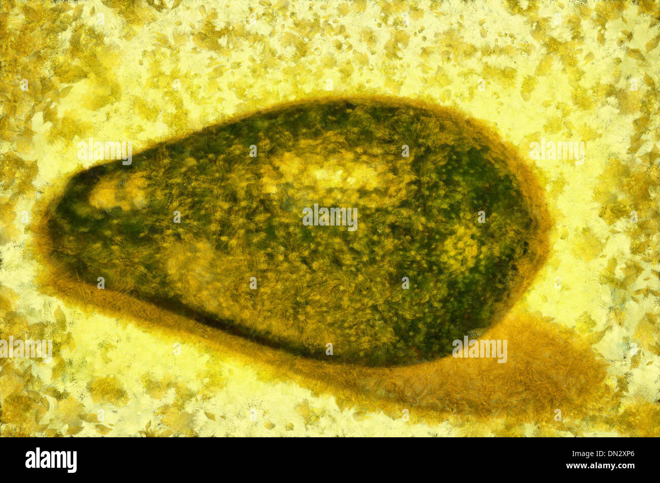 Persea americana images hi-res stock photography and images - Alamy