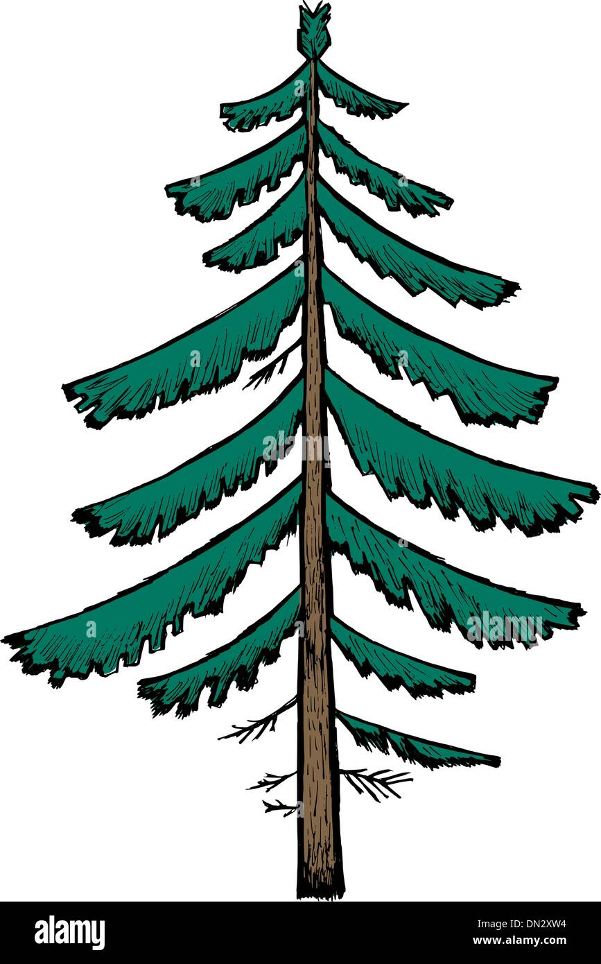Cartoon Spruce Tree