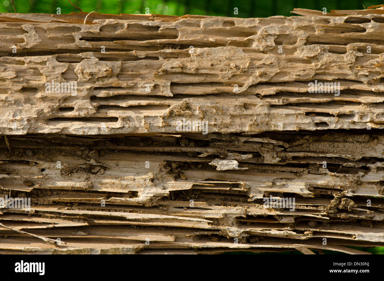 Termites Wood Damage With Pictures