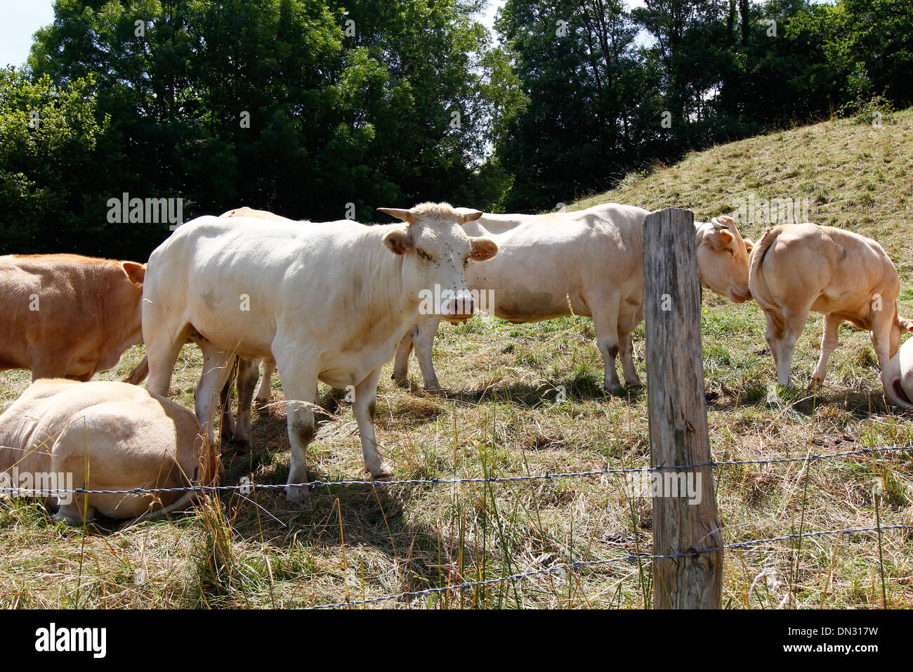 white cow with thousands of flies in your head Stock Photo - Alamy