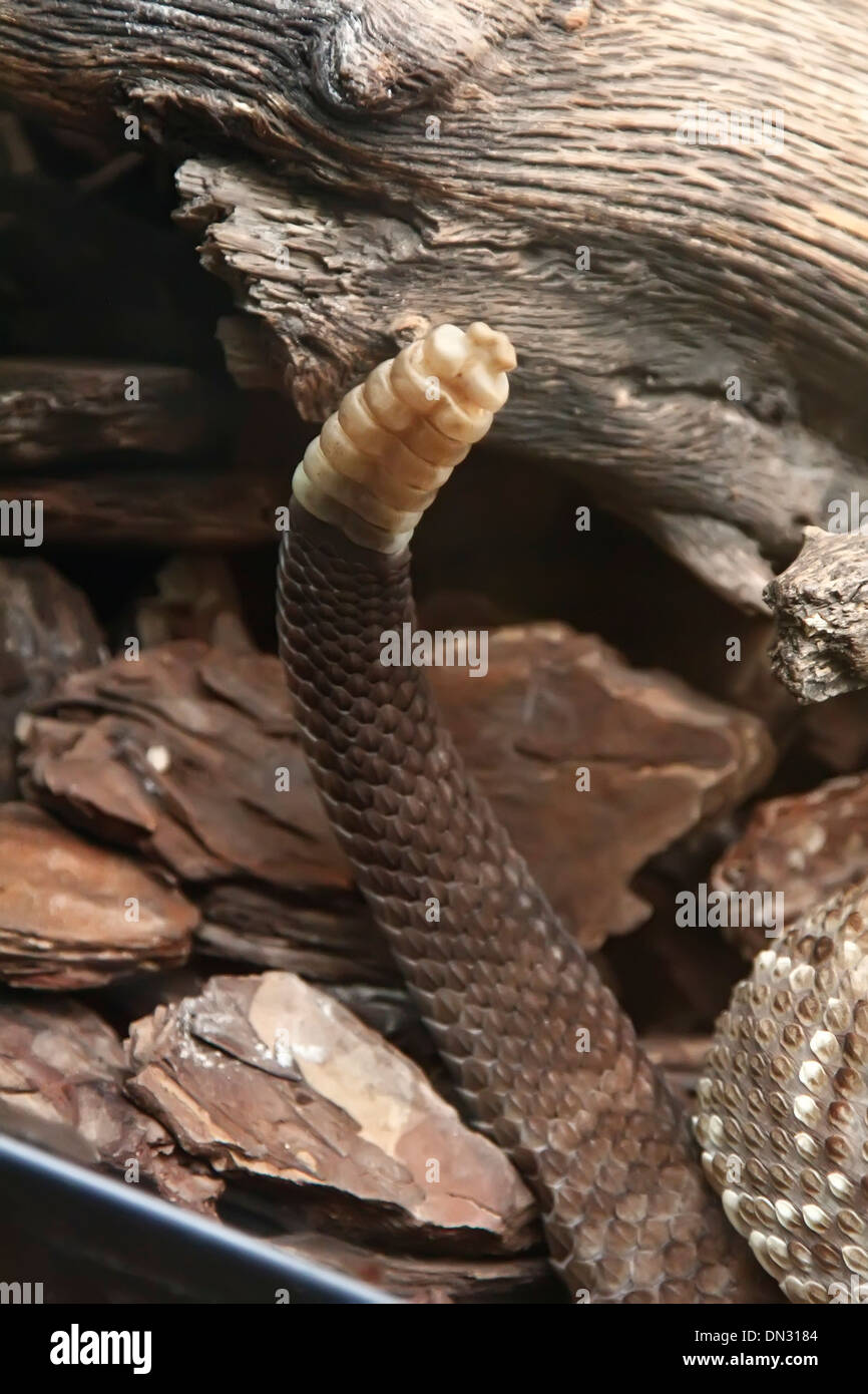 terrifying rattlesnake coiled Stock Photo - Alamy