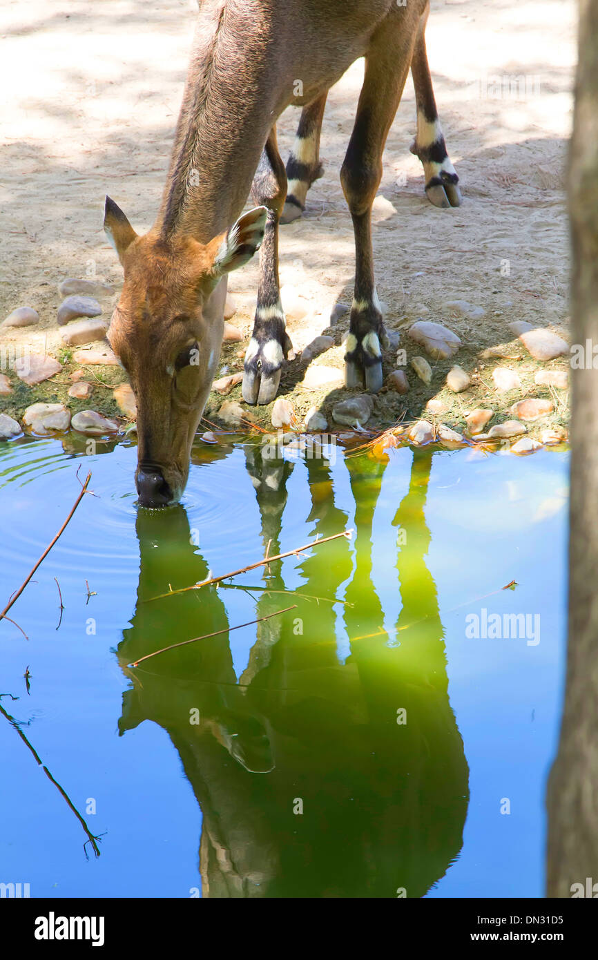 female common deer reflected in drinking water Stock Photo - Alamy