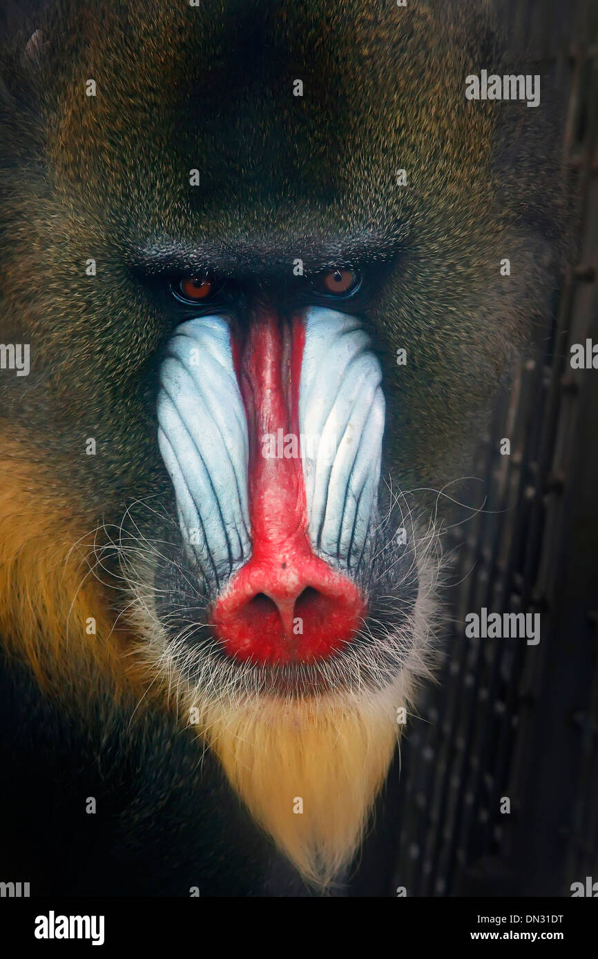 Sad baby monkey hi-res stock photography and images - Alamy