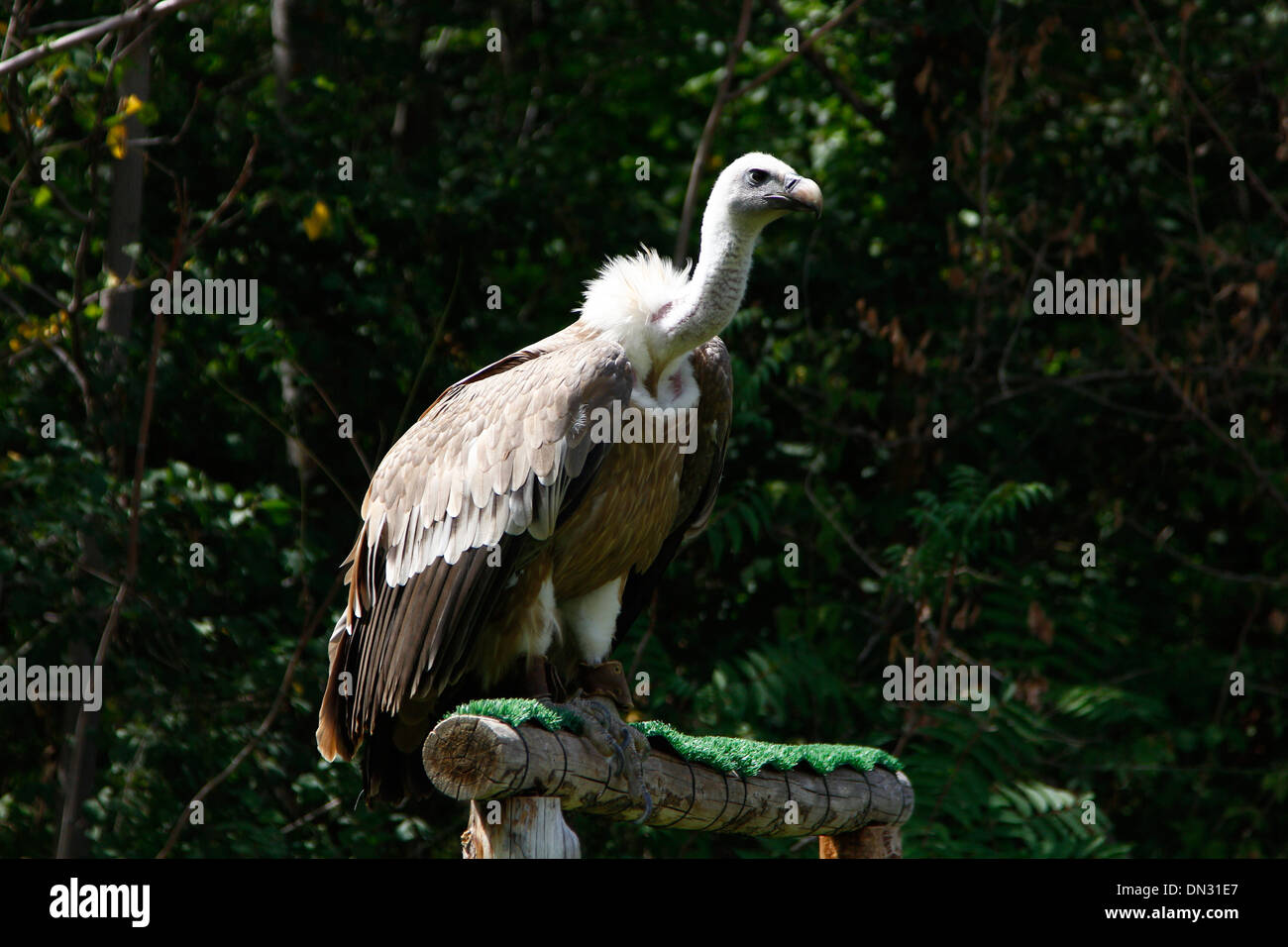 Vulture owl hi-res stock photography and images - Alamy