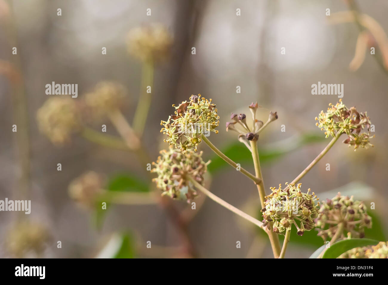 Ivy seeds hi-res stock photography and images - Alamy