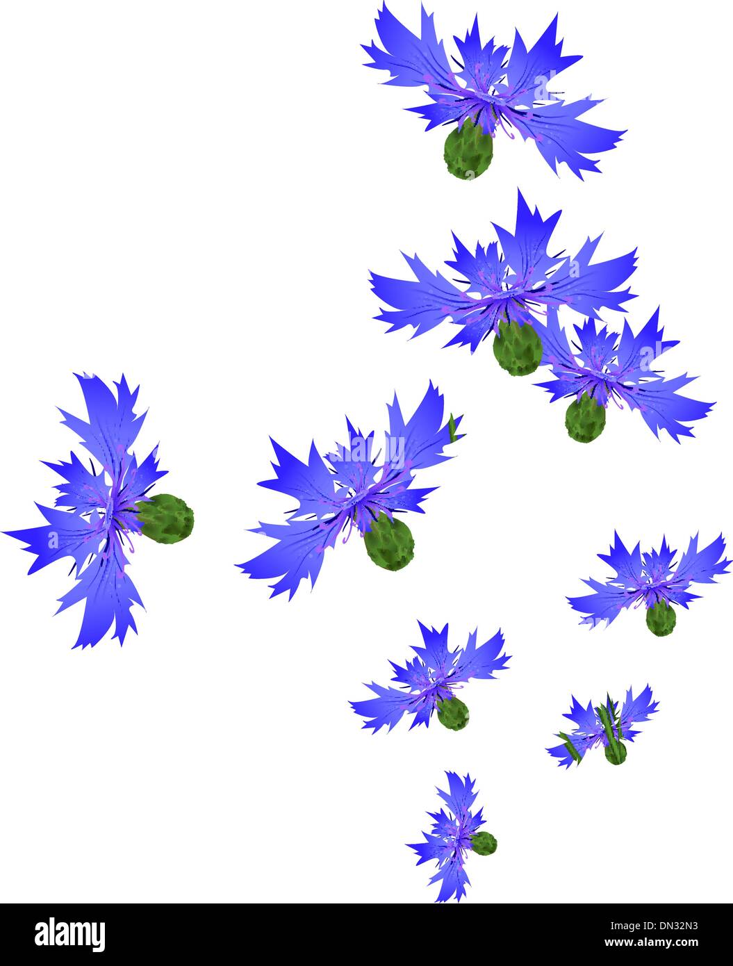 Cornflower wildflower Stock Vector Images - Alamy