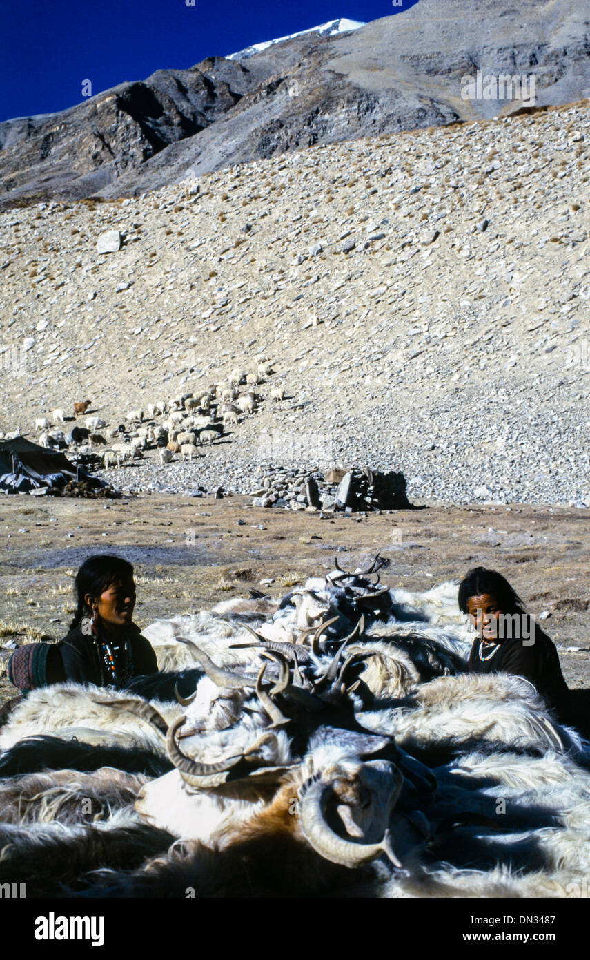 Pashmina goats ladakh hi-res stock photography and images - Alamy