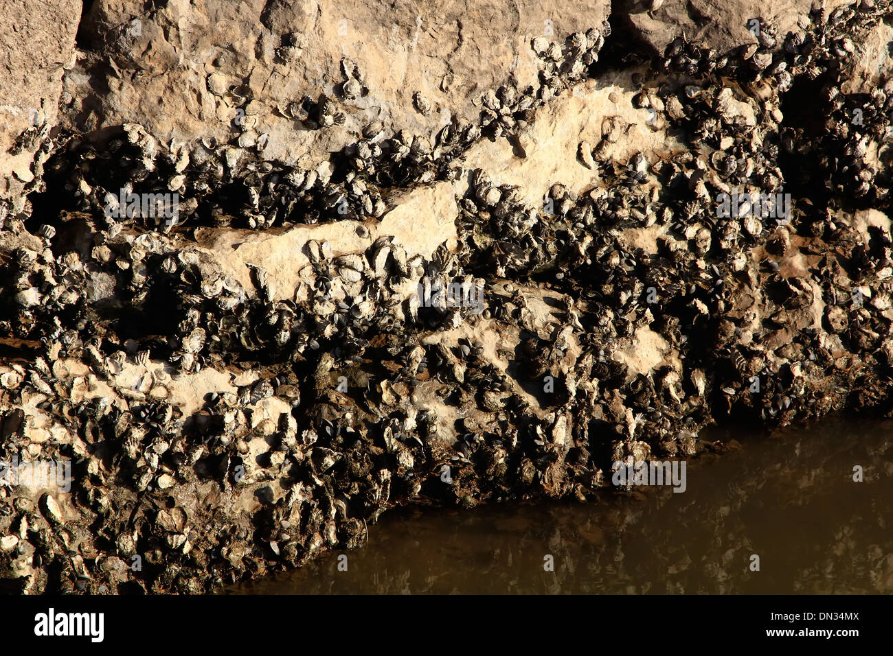 Sea shells in shallow water hi-res stock photography and images - Alamy