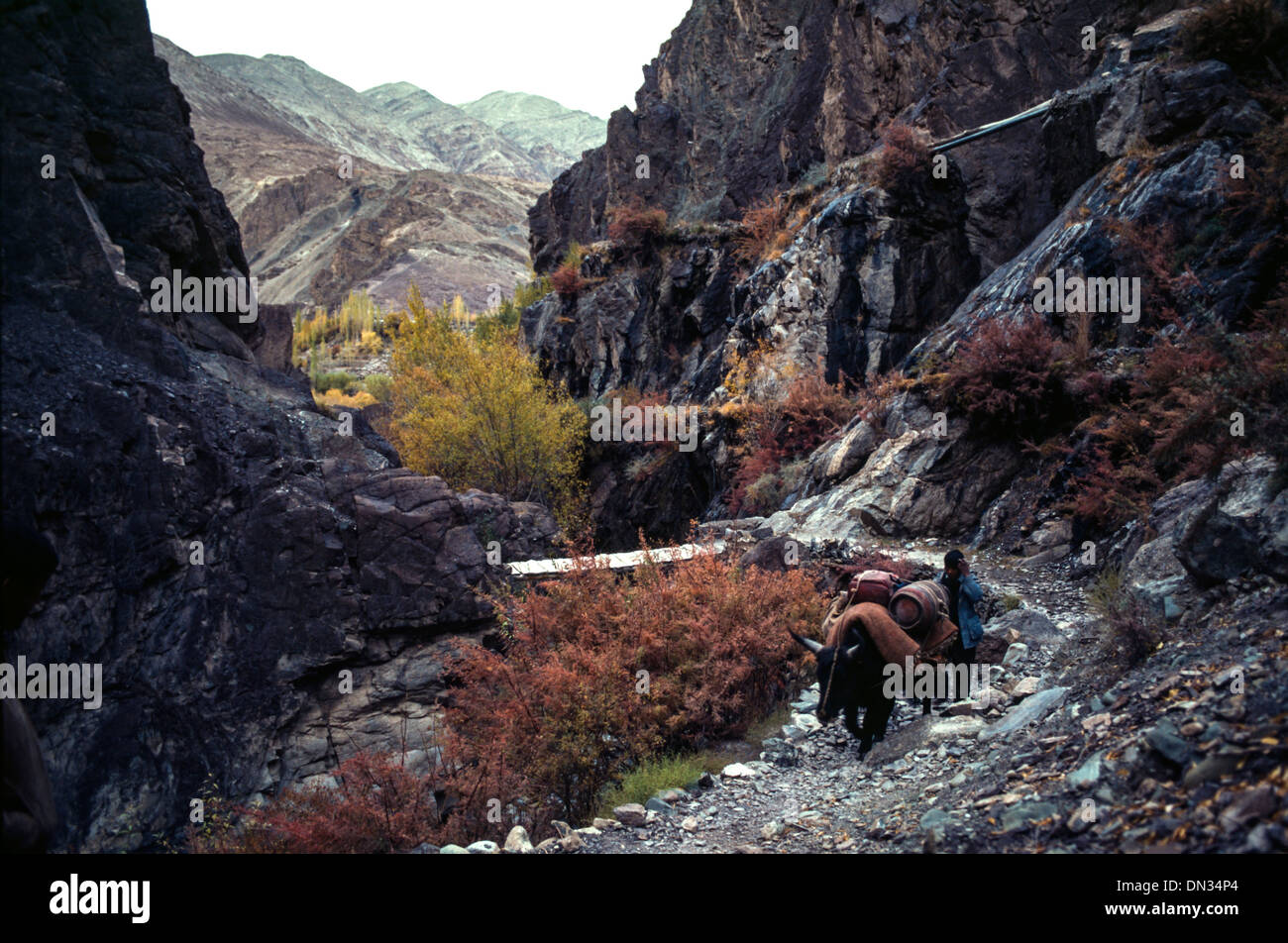 Dzos hi-res stock photography and images - Alamy