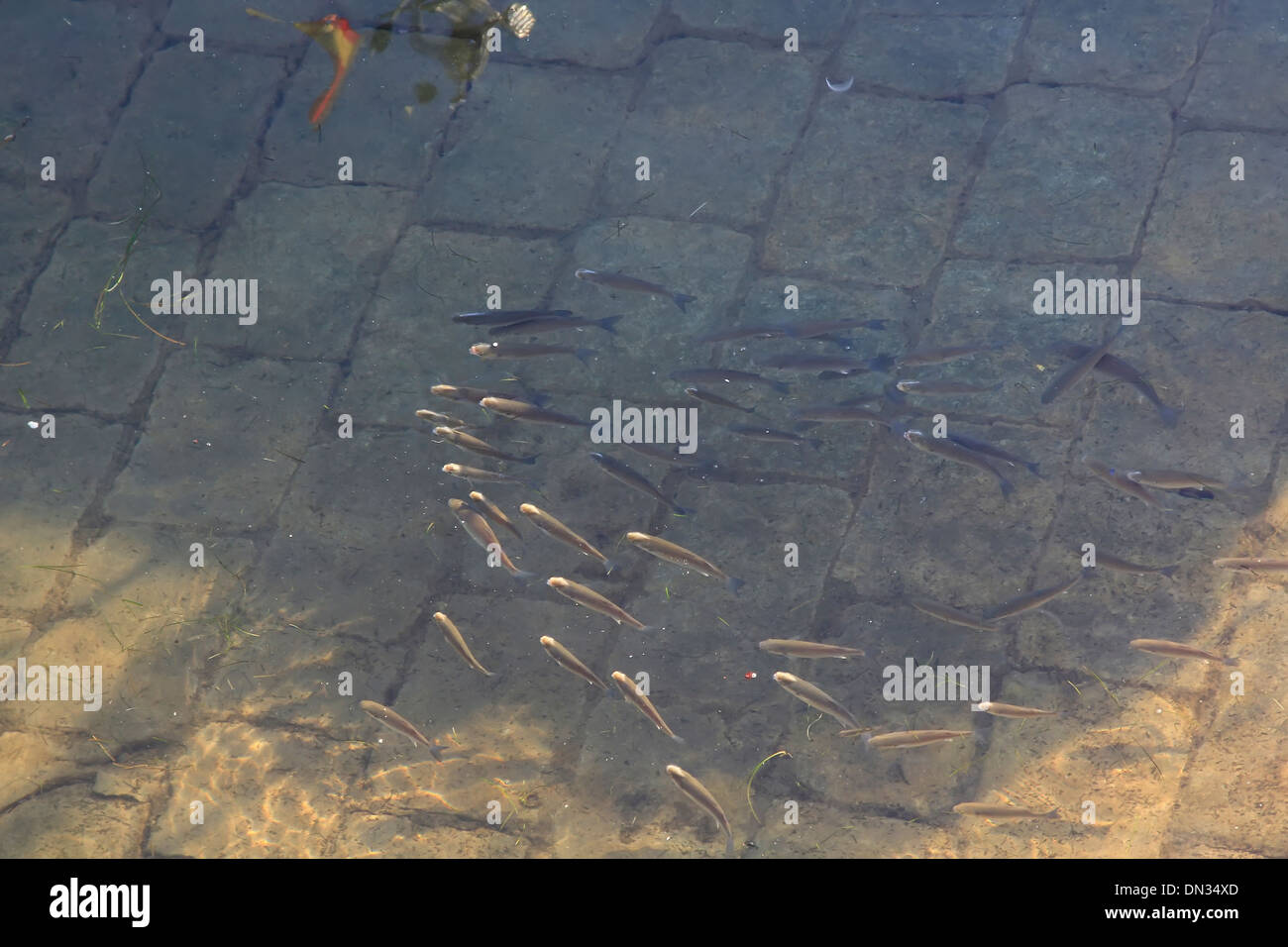 school of fish swimming in a street flooded by rain Stock Photo - Alamy