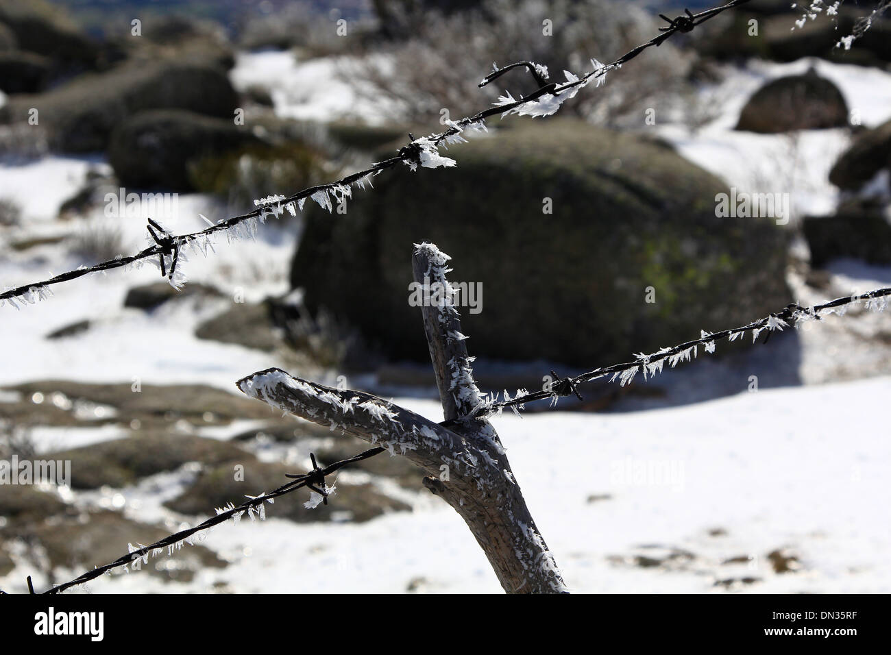 fence of thorns full of ice on wires Stock Photo - Alamy