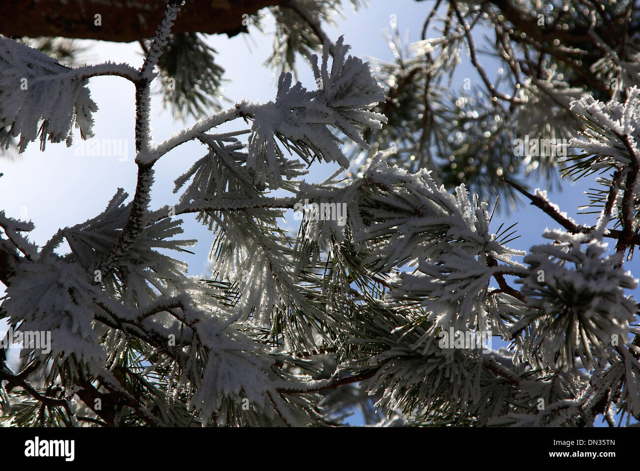 beautiful ice pine branches above Stock Photo - Alamy