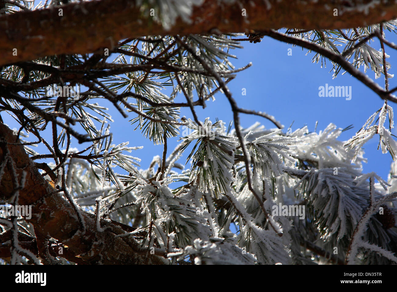 beautiful ice pine branches above Stock Photo - Alamy
