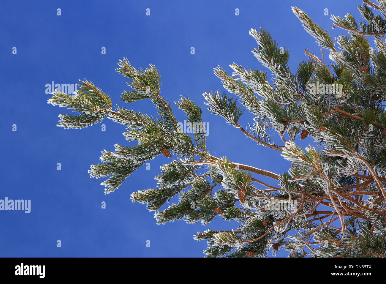 beautiful ice pine branches above Stock Photo - Alamy