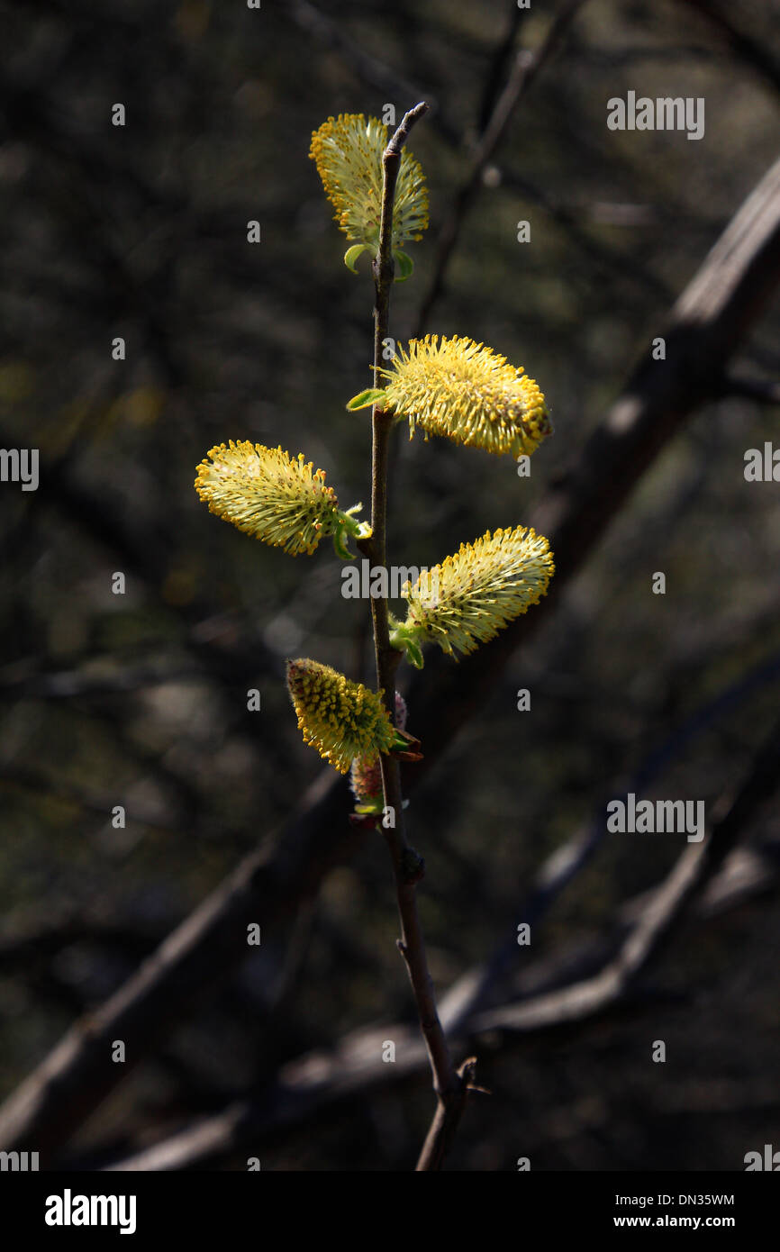 beautiful seeds of a tree Stock Photo - Alamy