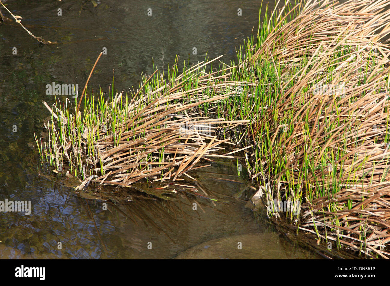 reeds along a river of clear water Stock Photo - Alamy