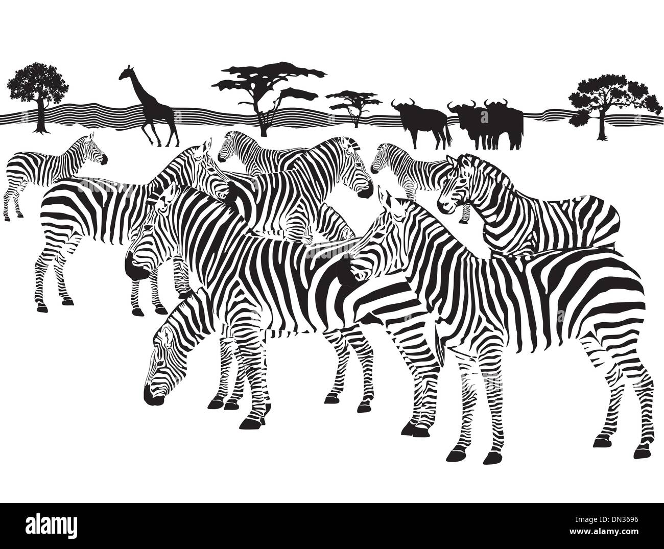 Zebra herd serengeti savanna Stock Vector Images - Alamy