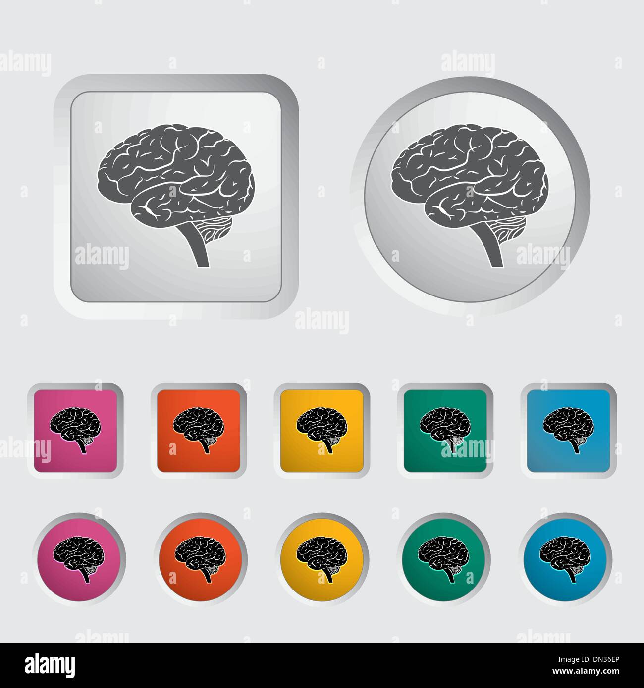 Illustration of the brain section anatomy Stock Vector Images - Alamy
