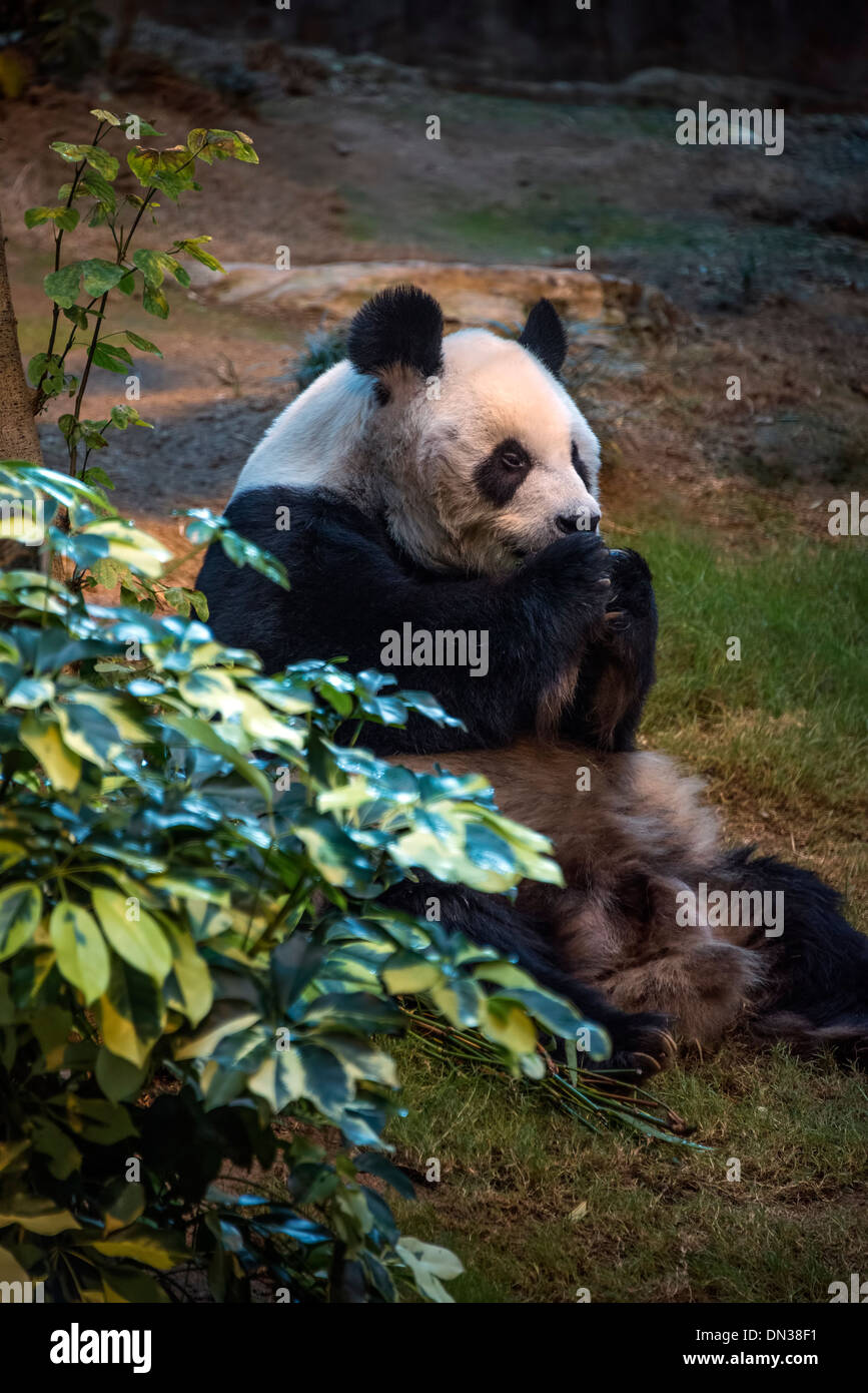 Giant Panda eating Stock Photo - Alamy