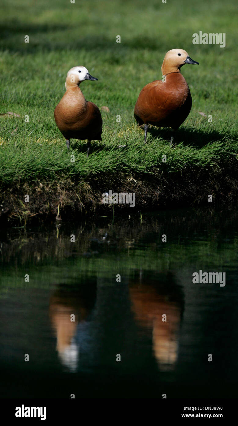 Jan 27, 2006; La Jolla, CA, USA; Buick Invitational, Torrey Pines ...