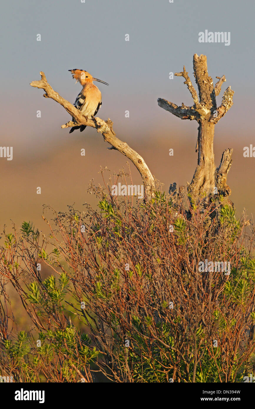 Dead branch hi-res stock photography and images - Alamy