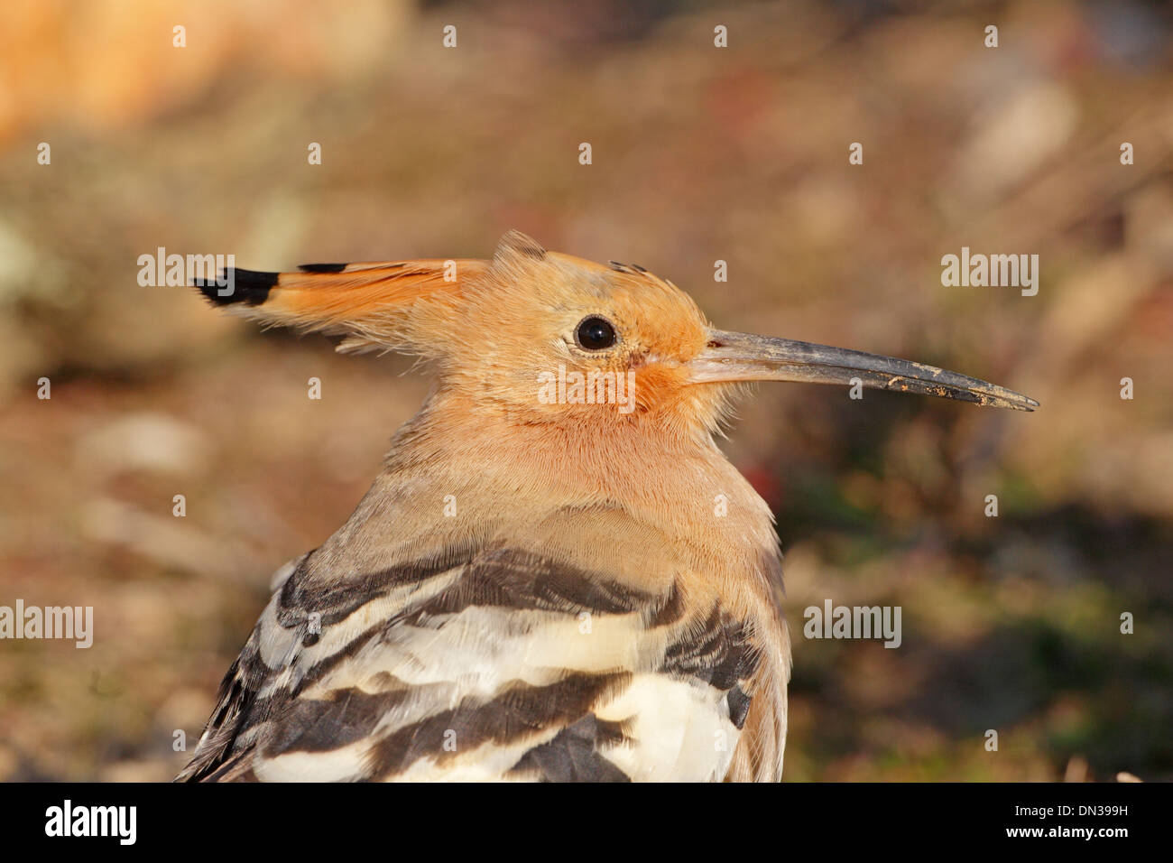 Head shot of a Eurasian Hoopoe Stock Photo - Alamy