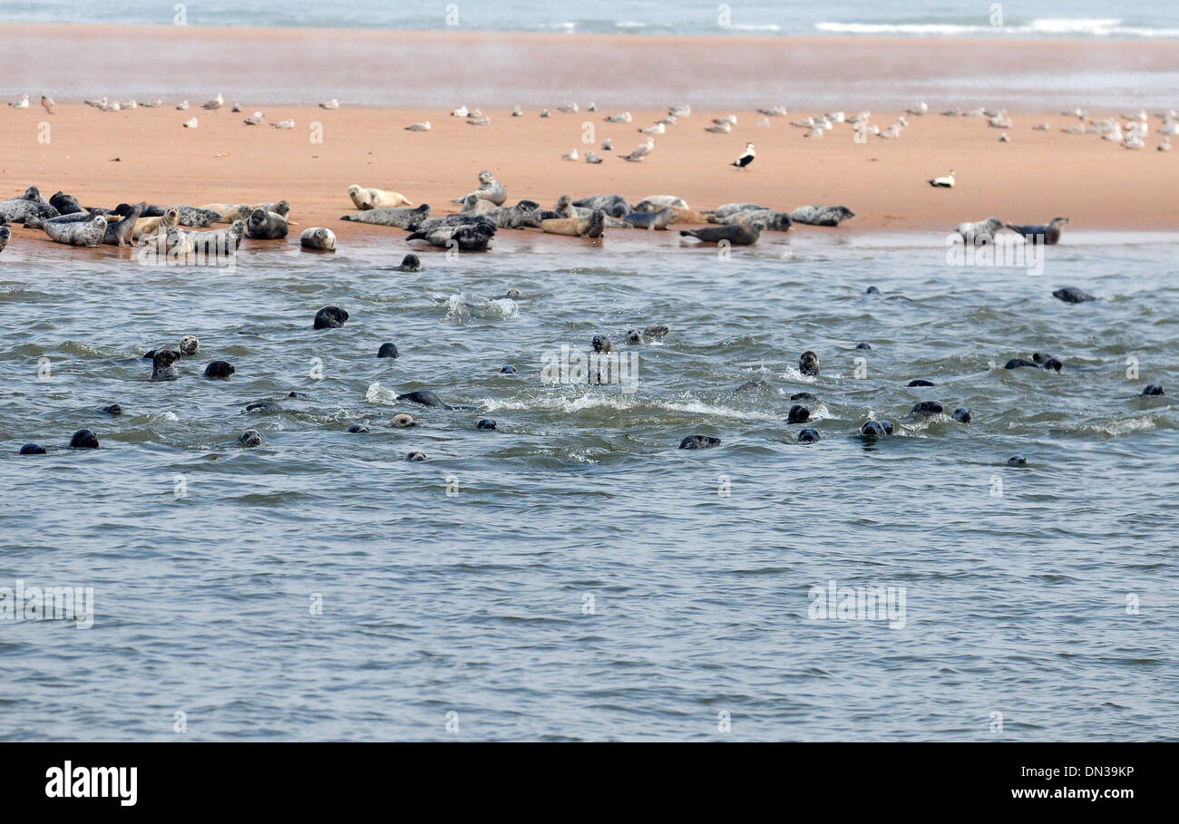 Newburgh Seal Beach High Resolution Stock Photography and Images - Alamy